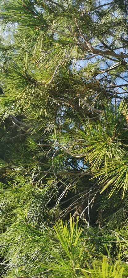 Young Shoots in Spring Garden. Landscape for Any Wallpaper Stock Photo ...