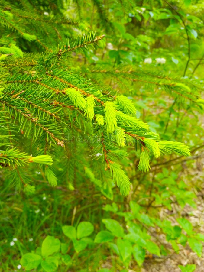 Young Shoots on Spruce in the Forest Stock Photo - Image of natural ...