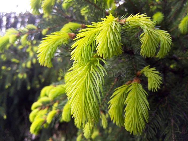 Young shoots of spruce stock image. Image of pattern - 54558313