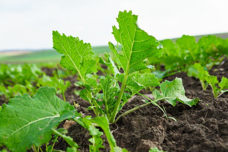 Young Shoots of Sugar Beet. Sugar Production Stock Image - Image of ...