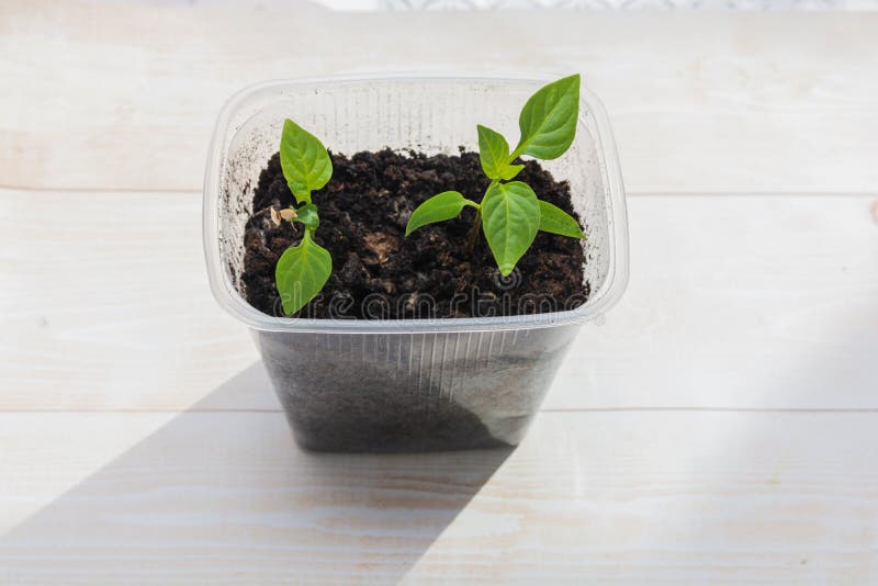 Young Shoots of Sweet Pepper in a Plastic Box. Gardening Concept Stock ...