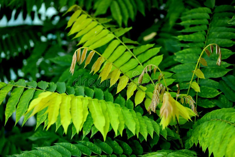 The Top of the Taling Pling Tree Stock Image - Image of leaf, sour ...
