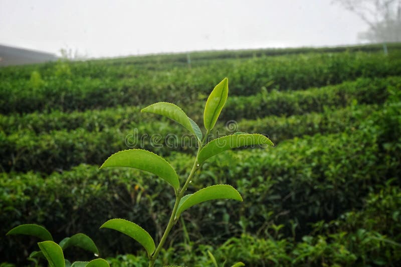 Young Shoots of Tea Leaves in the Morning Stock Image - Image of shoots ...