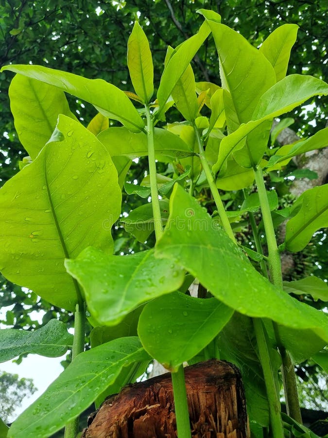 The Young Shoots of the Tree Grow Lushly and Tower Stock Photo - Image ...