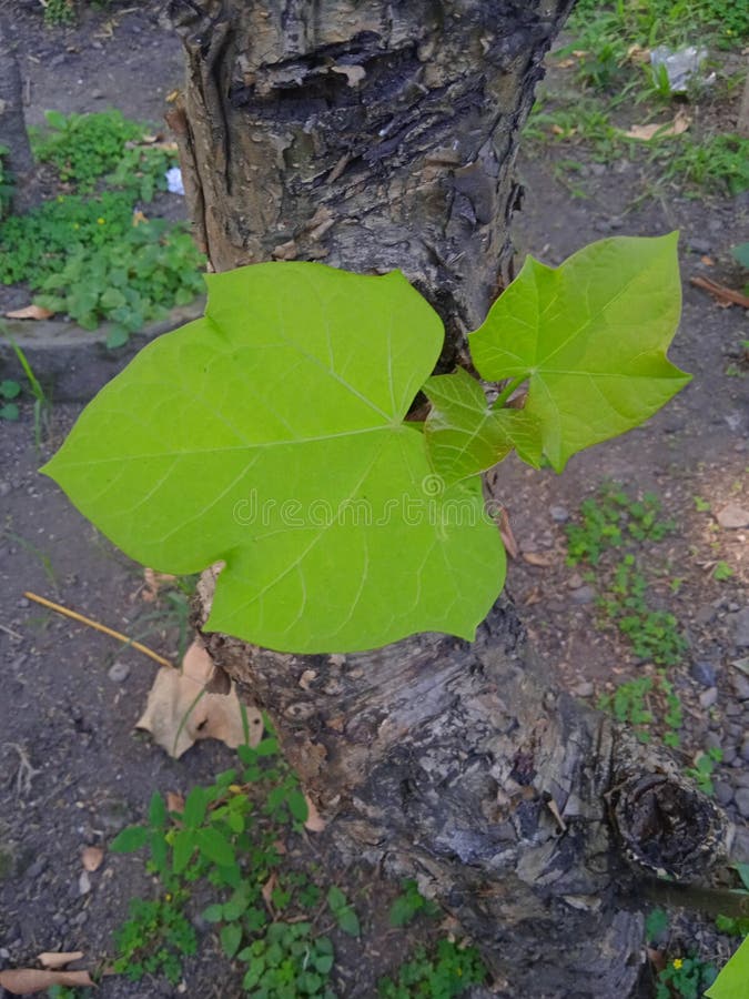 Young Shoots of Tree, in Indonesia Called Jarak Tree. Stock Image ...