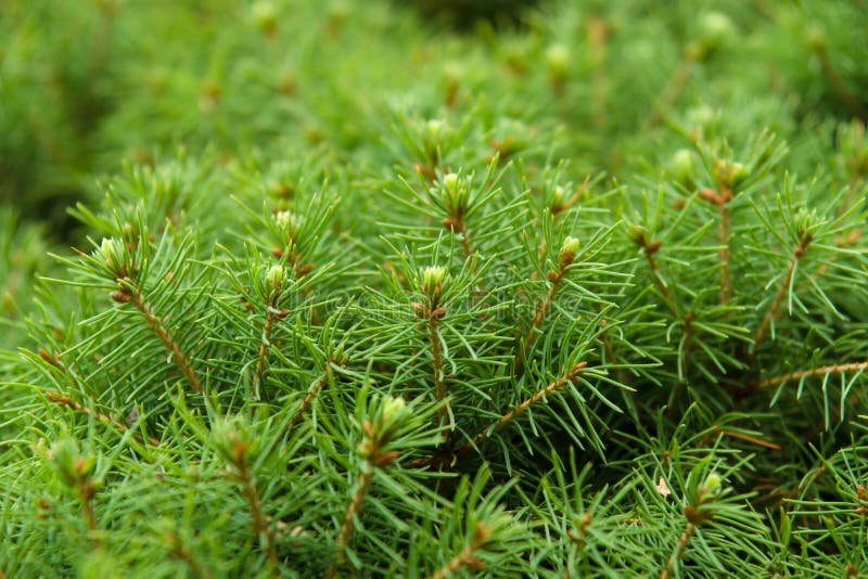 Young shoots of trees stock photo. Image of vegetative - 26134764