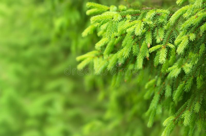 Young shoots of trees stock image. Image of needle, pattern - 52782561