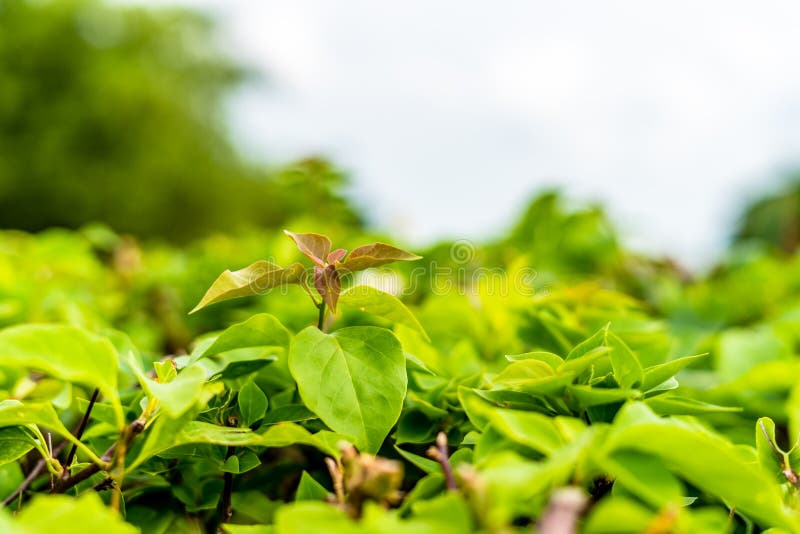 Young Shoots of Trees in the Garden Stock Photo - Image of nature ...