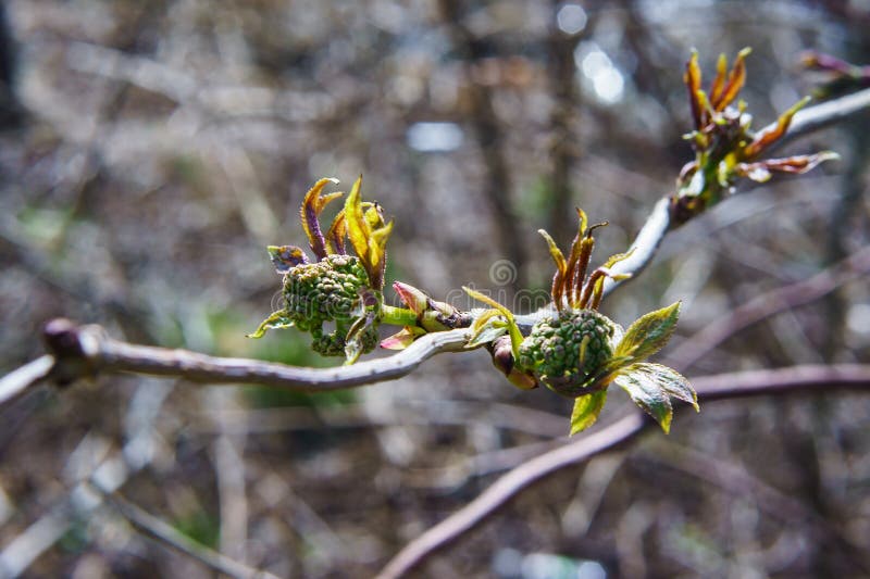 Young Shoots of Trees, Leaves Bloom in the Spring on the Trees Stock ...