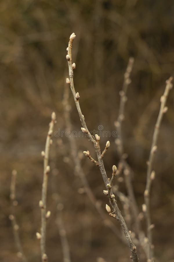 Young shoots of trees stock image. Image of white, season - 145407229