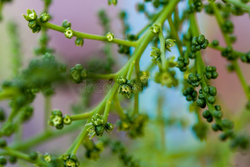 The young shoots of trees stock image. Image of floral - 65797603