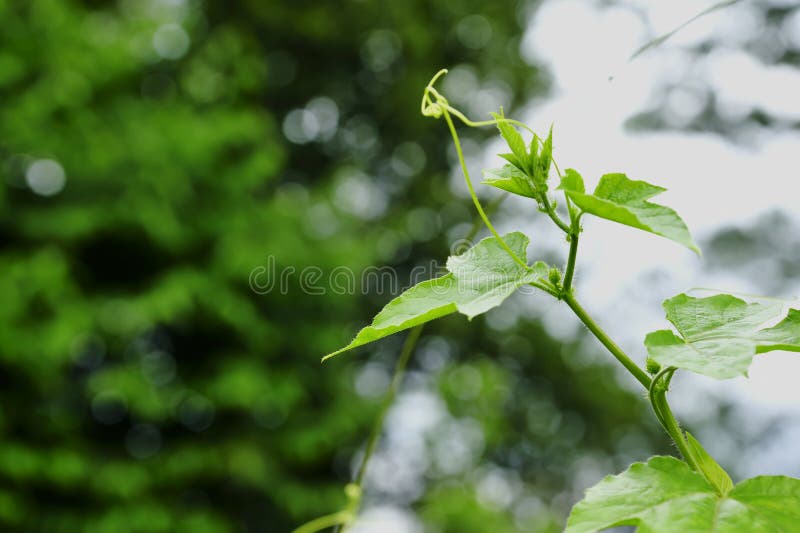 The young shoots of trees stock image. Image of gardening - 78308917
