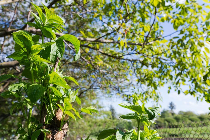 Young Shoots on Trimmed Trunks and Branches of Small Tree Stock Photo ...