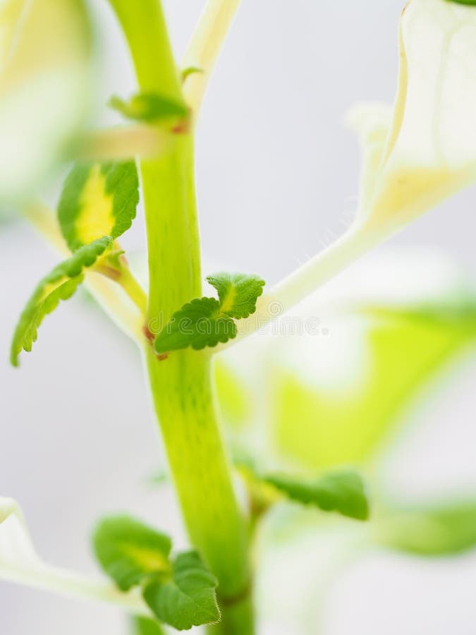 Young Shoots on the Trunk of the Plant in Spring. Stock Image - Image ...