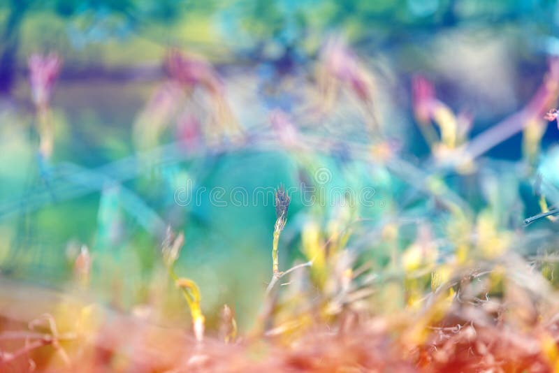 Young Shoots of Vine in Early Spring Stock Image - Image of growth ...