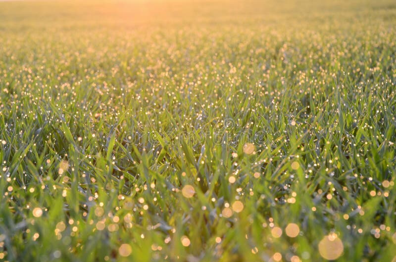 The Young Shoots of Wheat with Drops of Dew Stock Photo - Image of ...