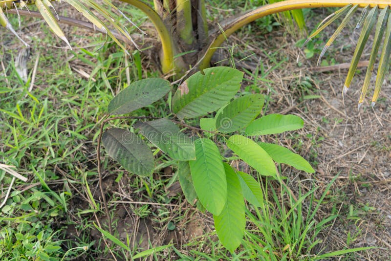 A Young Shorea Roxburghii Tree Stock Image - Image of dipterocarpaceae ...