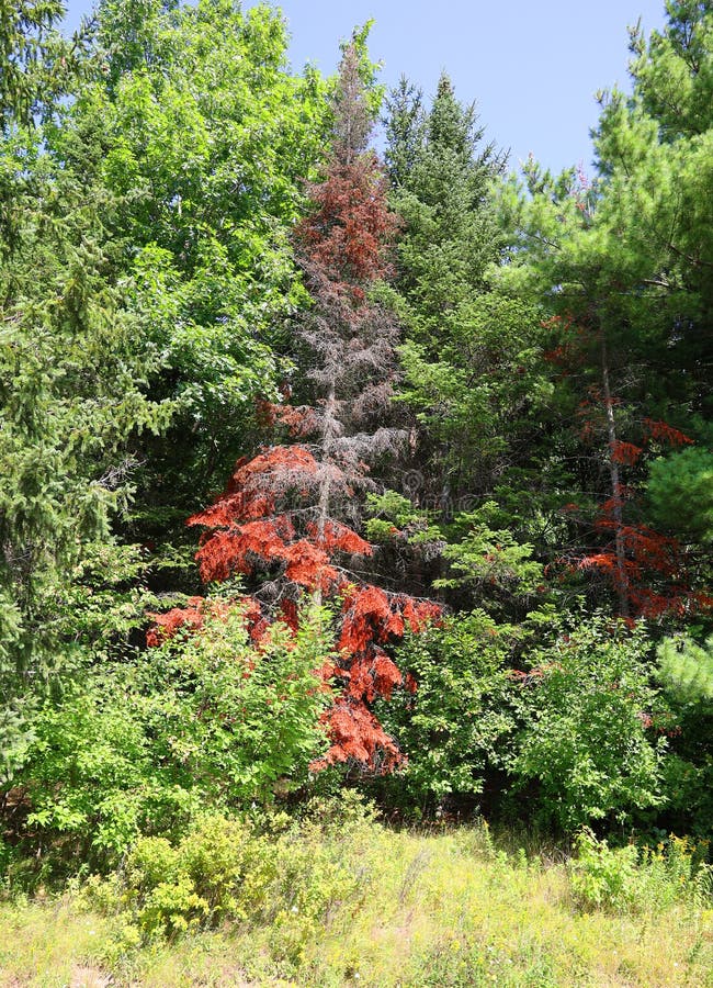 The Young, Short Pine Tree Dried Up and Turned Bright Orange. Stock ...