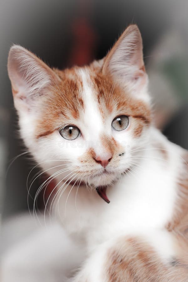 Young Shorthair Red-white Cat Stock Image - Image of animal, house ...