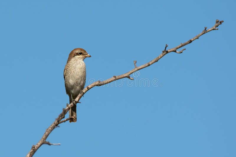 Young Shrike Sitting on Tree Branch Stock Image - Image of ornithology ...