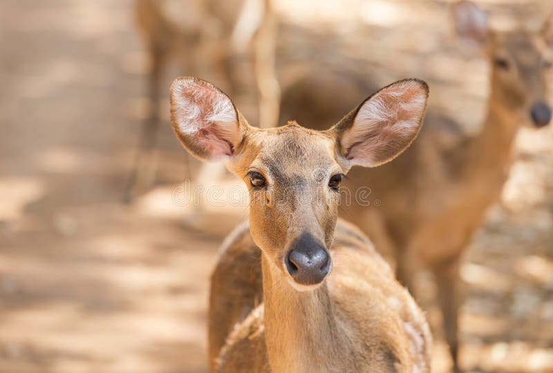 Young Siamese Eld Deer , Thamin, Brow Antlered Deer Cervus Eldi ...