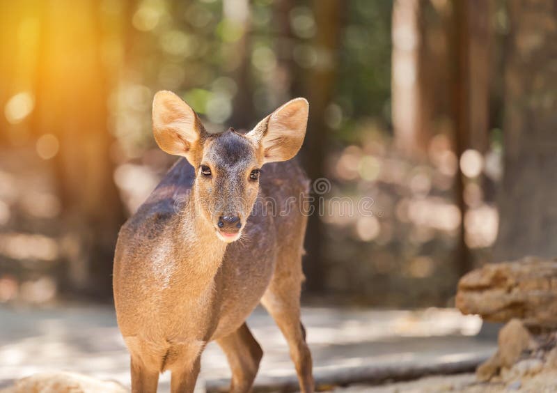 Young Siamese Eld Deer , Thamin, Brow Antlered Deer Cervus Eldi ...