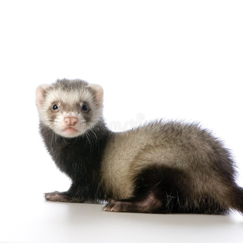 Young Siamese Sable Ferret Kit Royalty Free Stock Photos Baby Sable ...