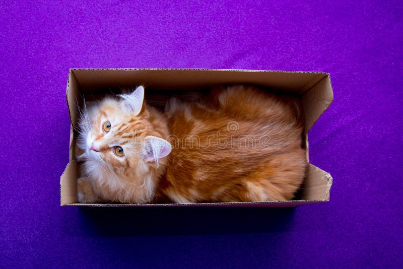 5,924 Cat Red Box Photos - Free & Royalty-Free Stock Photos from Dreamstime