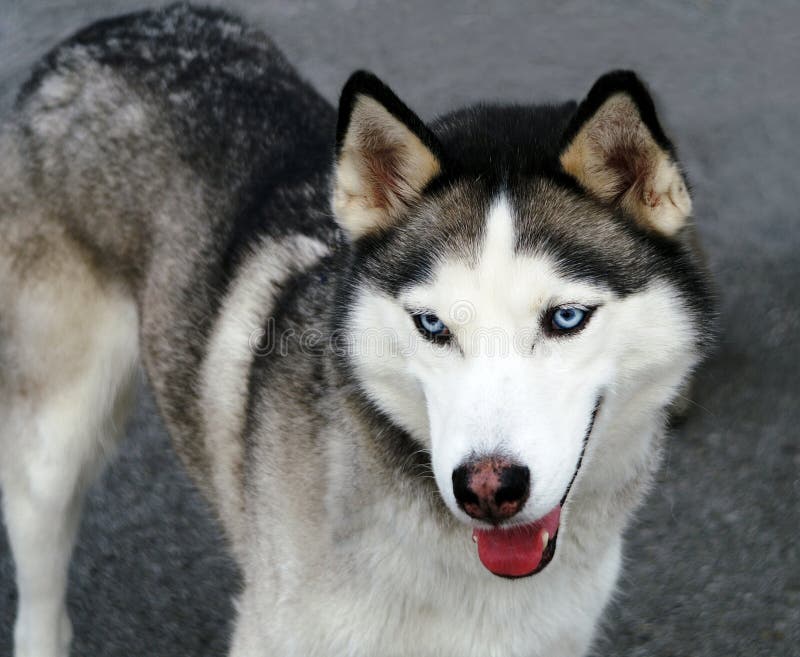 Young Siberian Husky stock image. Image of ears, pedigree - 19706065