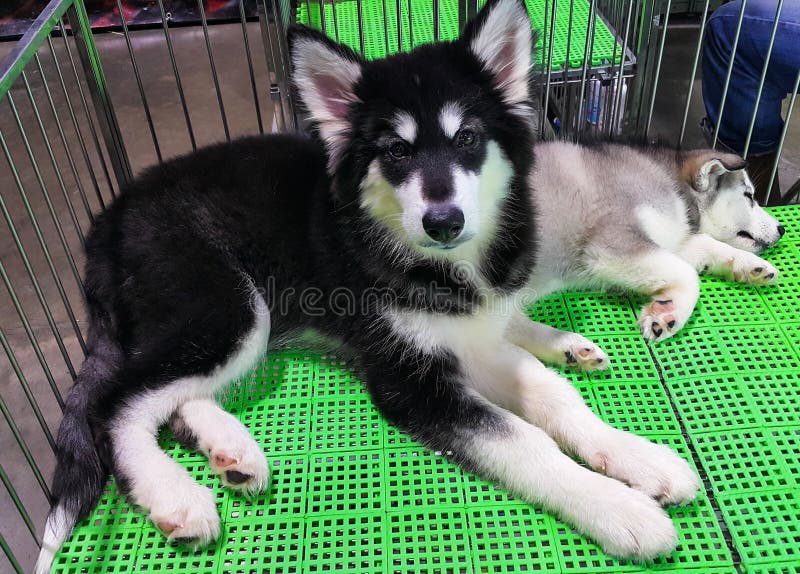 Young siberian husky dog stock image. Image of happy - 75638401