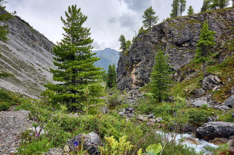 Young Siberian Pine in the Valley of the Mountain Brook Stock Image ...