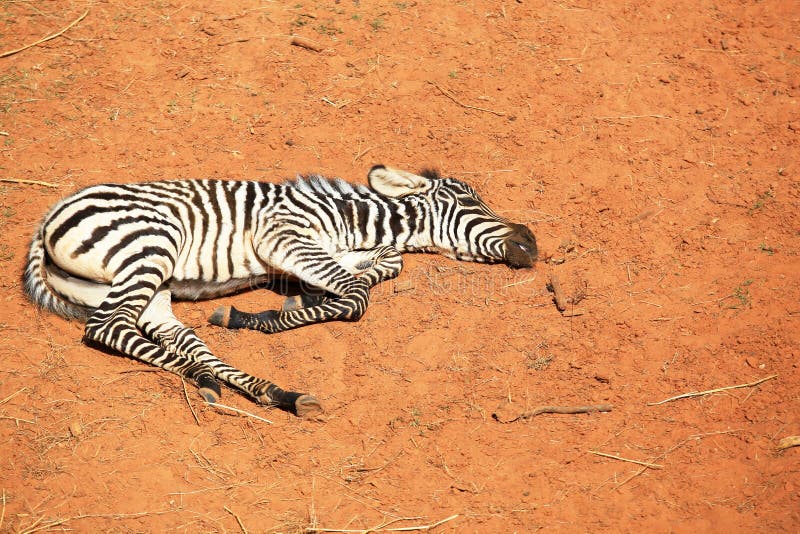 Sick Zebra is Lying on the Ground Stock Photo - Image of animal ...