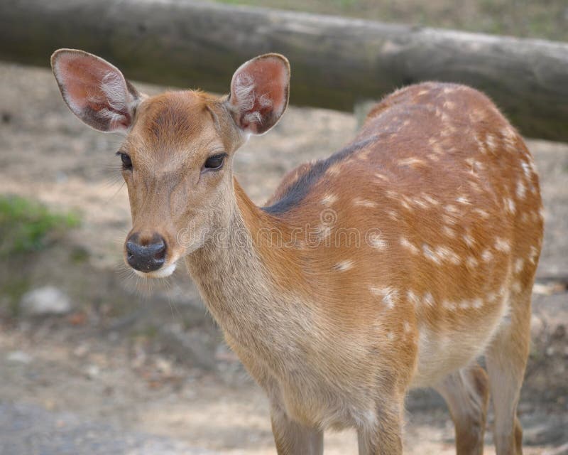 Young sika deer stock photo. Image of newborn, environment - 30792728