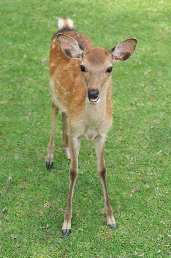 Young sika deer stock photo. Image of newborn, environment - 30792728
