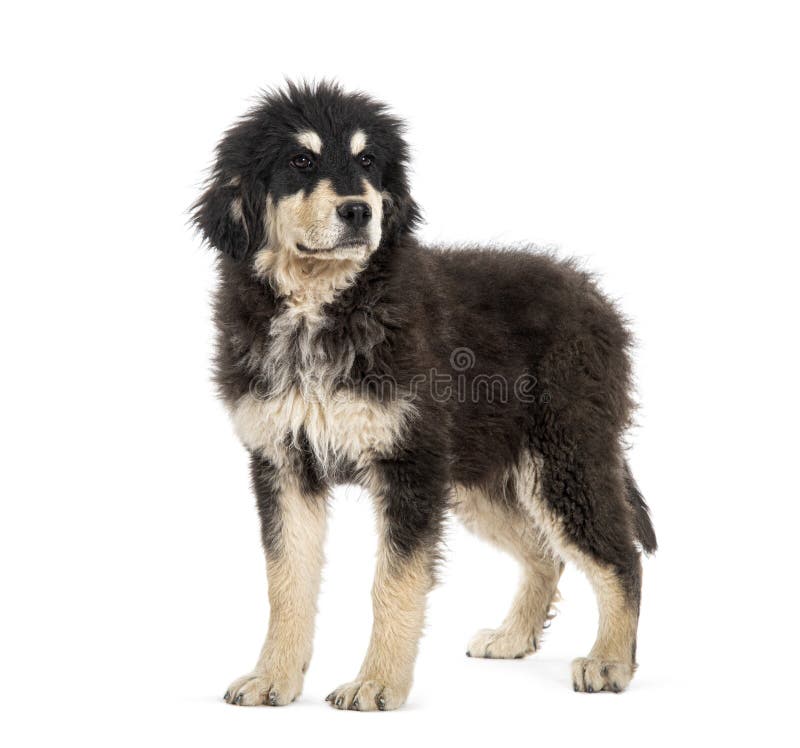 Young Sila Shepherd Dog, Isolated on White Stock Image - Image of view ...