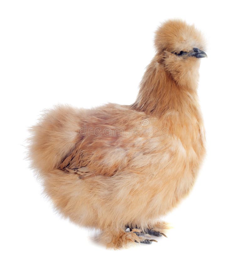 Young Silkie stock photo. Image of bird, pets, silkie - 31164470
