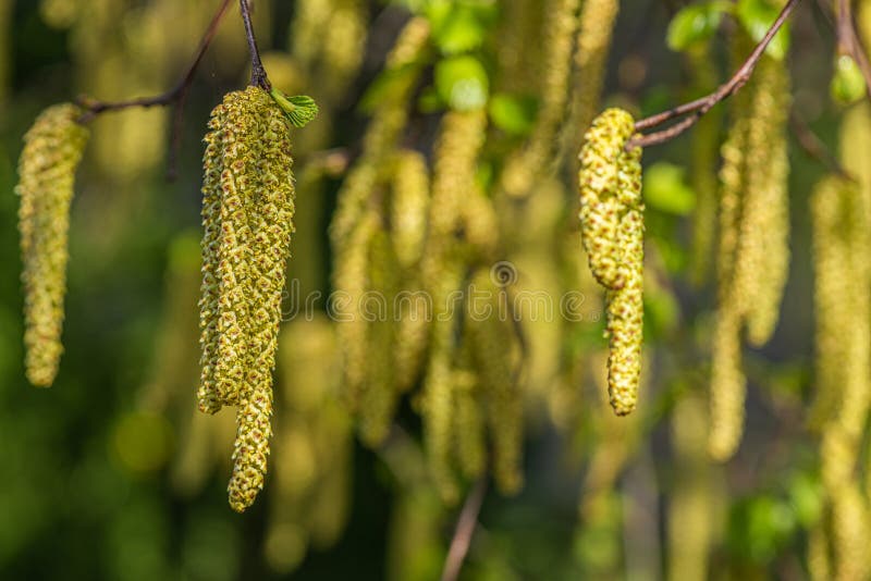 Birch Seed Strings in the Morning Sun Stock Image - Image of strings ...
