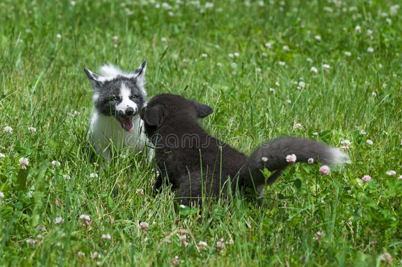 Young Silver Fox and Marble Fox (Vulpes Vulpes) Play in Clover Stock ...