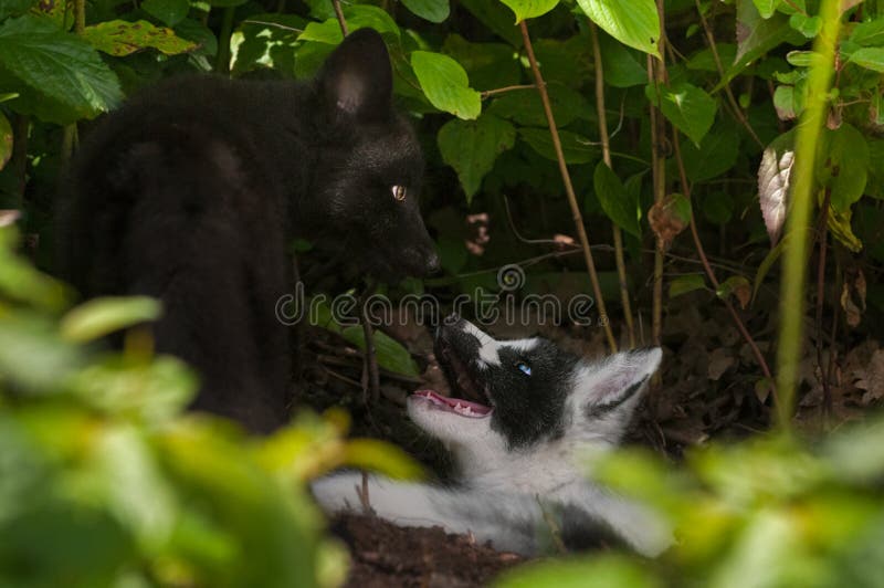 Young Silver Fox and Marble Fox (Vulpes Vulpes) Play at Den Stock Image ...