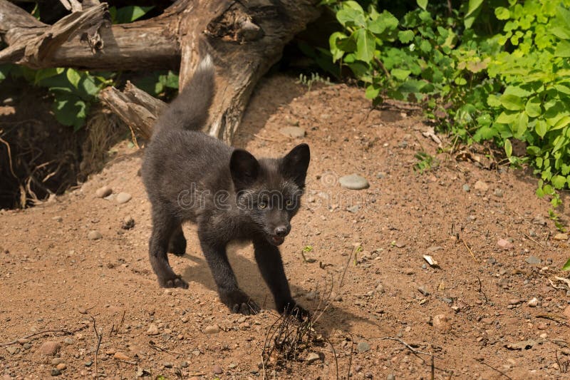Young Silver Fox (Vulpes Vulpes) Stands Outside Den Stock Photo - Image ...