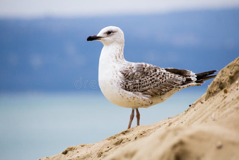 Young Australian Silver Gull (Chroicocephalus Novaehollandiae) H Stock ...