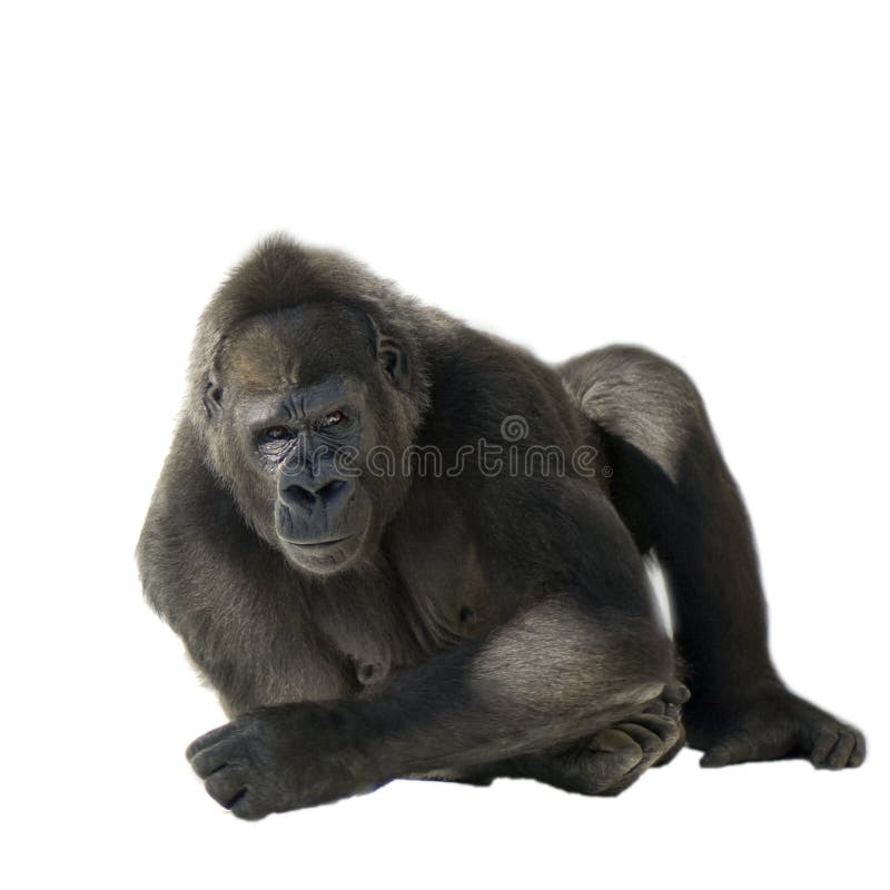 Young Silverback Gorilla stock photo. Image of monkey - 3684042
