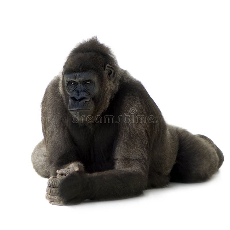 Young Silverback Gorilla stock photo. Image of monkey - 3684042