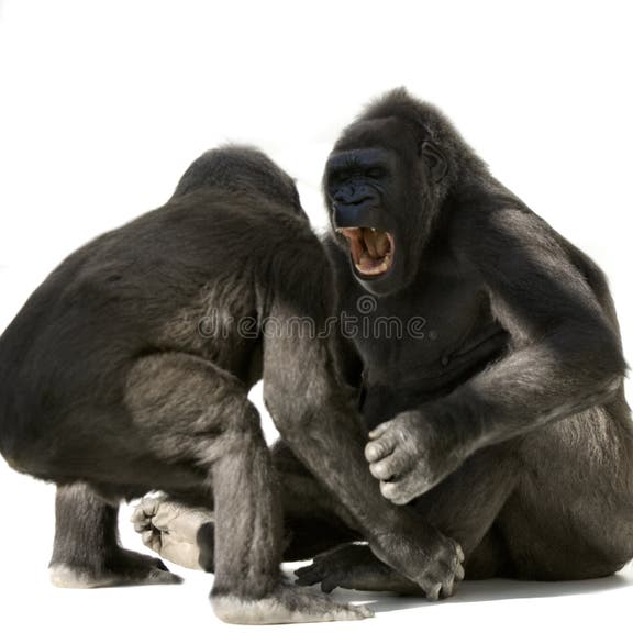 Young Silverback Gorilla stock image. Image of mamal, wildlife - 3683743