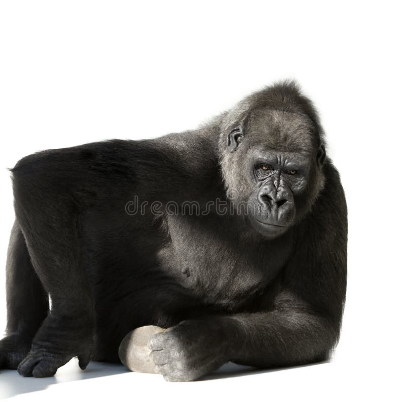 Young Silverback Gorilla stock photo. Image of silverback - 3684042
