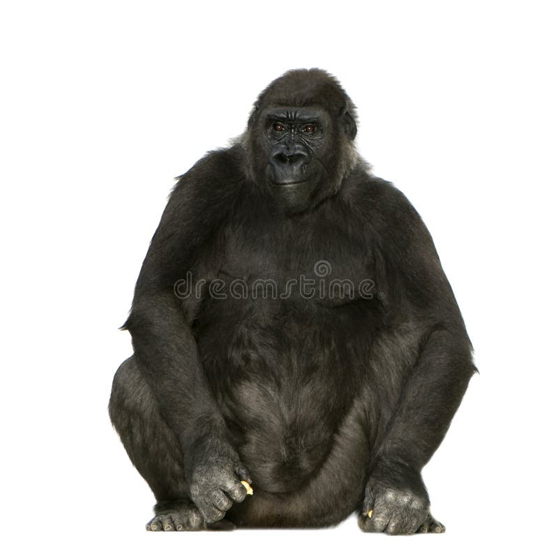 Silverback Gorilla Isolated on White Stock Photo - Image of african ...