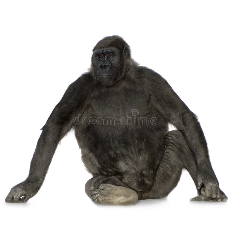 Young Silverback Gorilla stock image. Image of kong, baby - 3683903