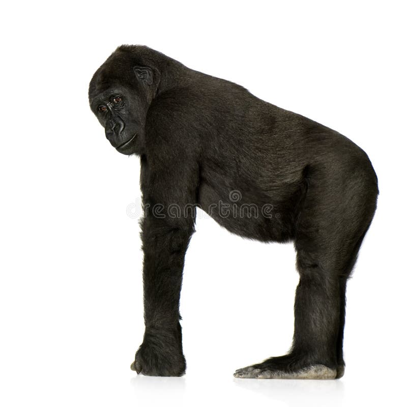 Young Silverback Gorilla stock photo. Image of monkey - 3684042