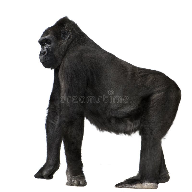 119 Silverback Gorilla Standing Stock Photos - Free & Royalty-Free ...