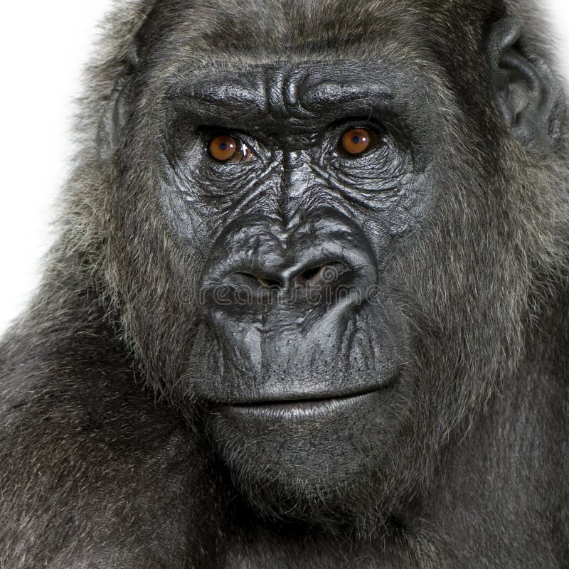 Young Silverback Gorilla stock photo. Image of monkey - 3684042